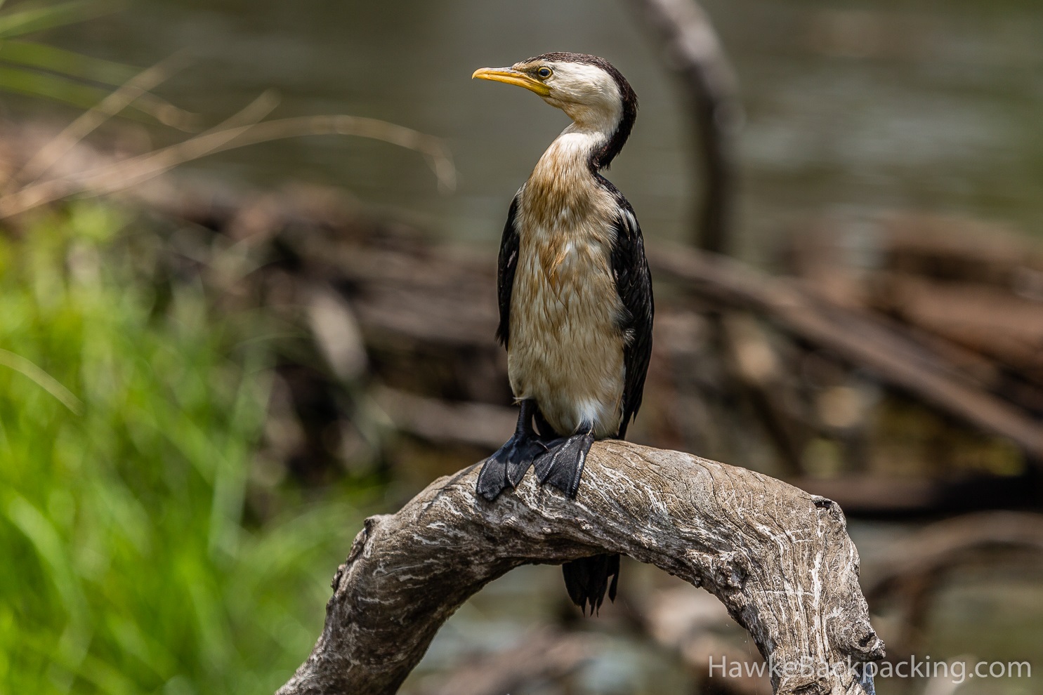 Northern Territory Wildlife - HawkeBackpacking.com