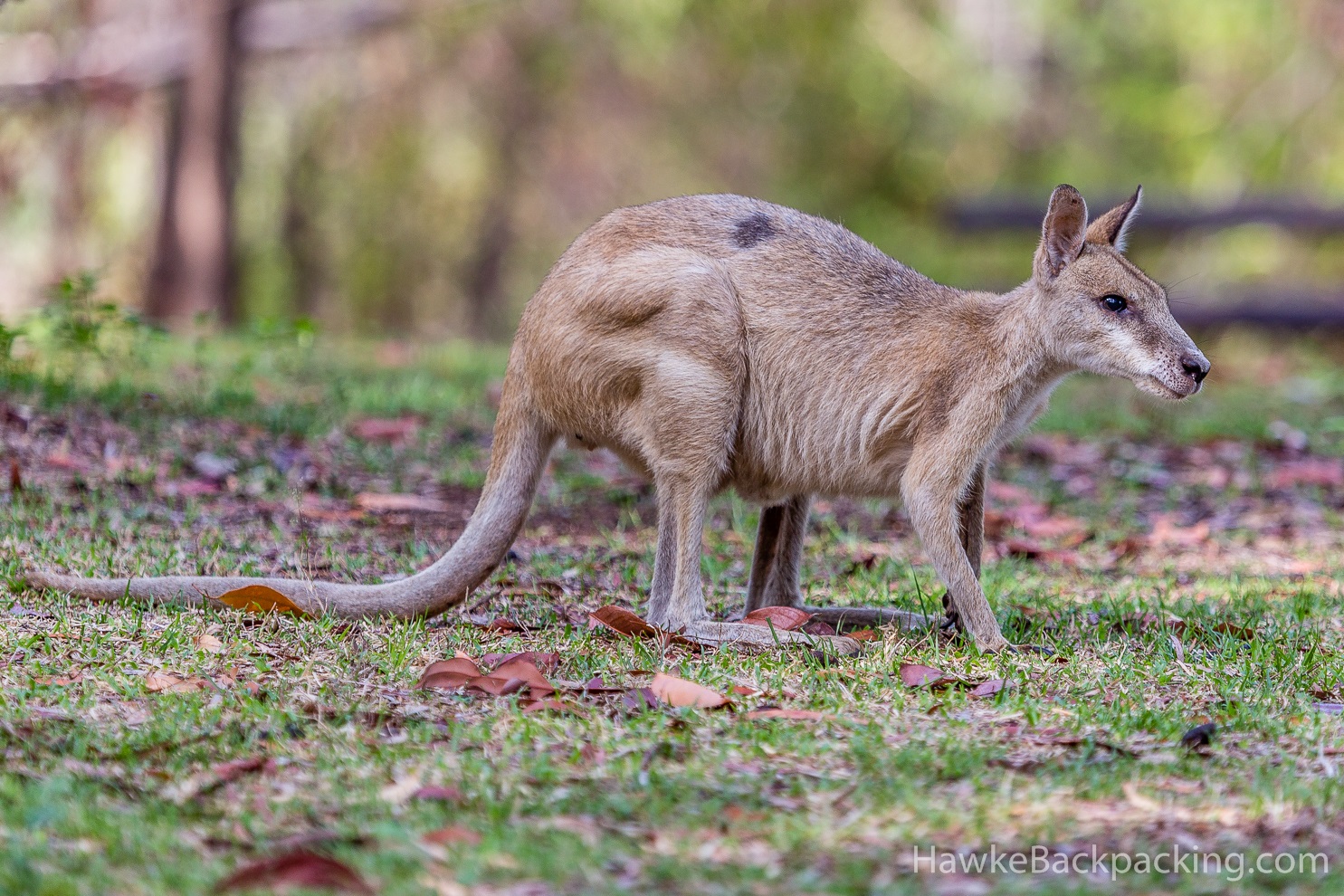 Northern Territory Wildlife - HawkeBackpacking.com