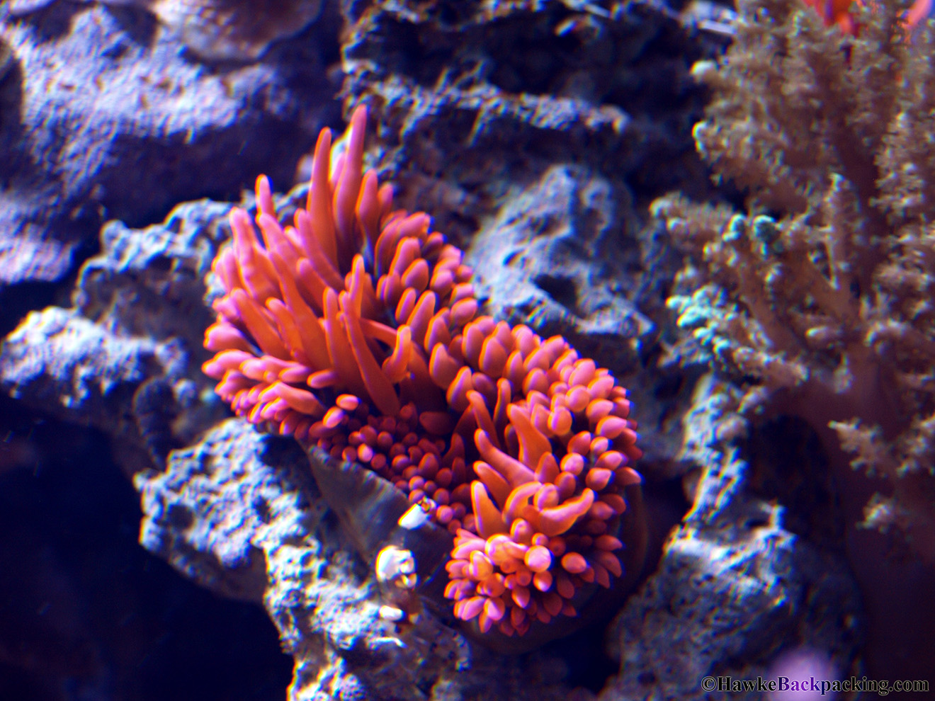 Smithsonian National Zoo - HawkeBackpacking.com