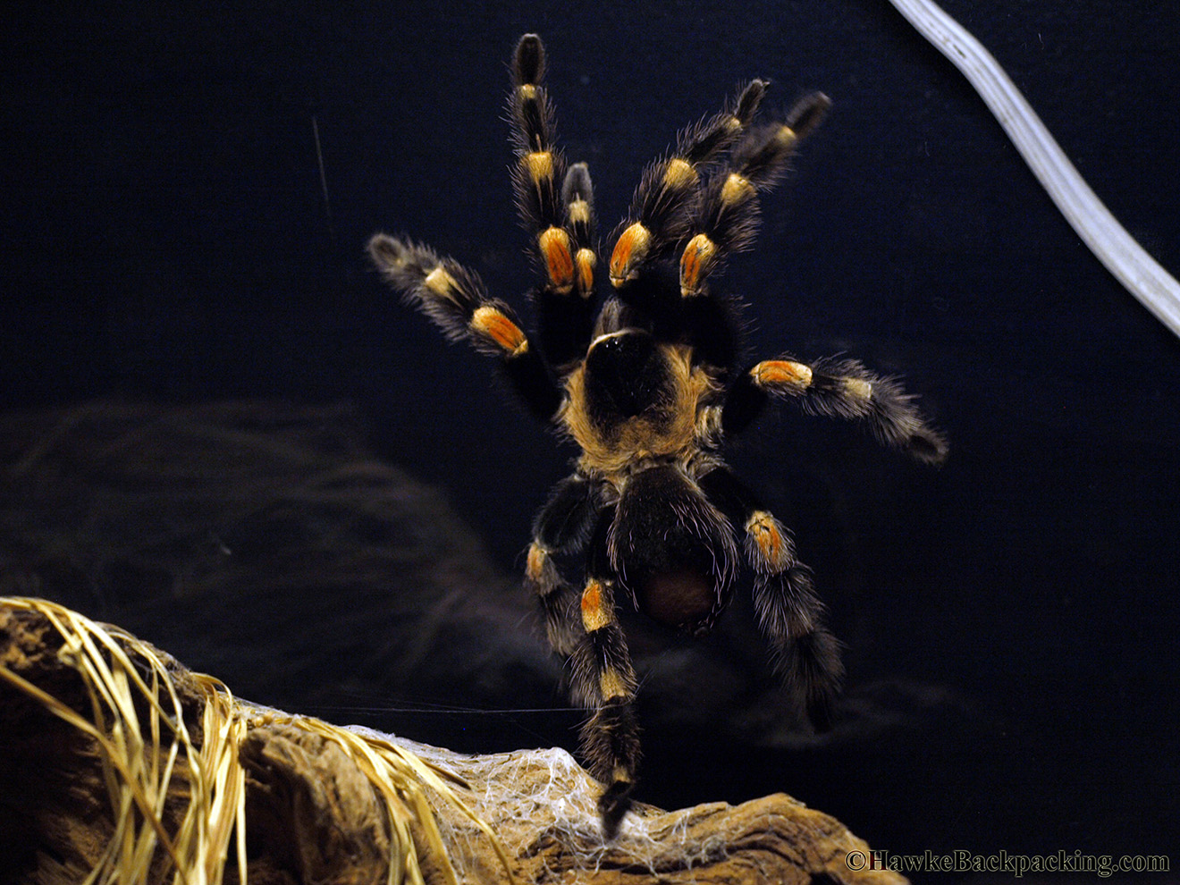 Smithsonian National Zoo - HawkeBackpacking.com