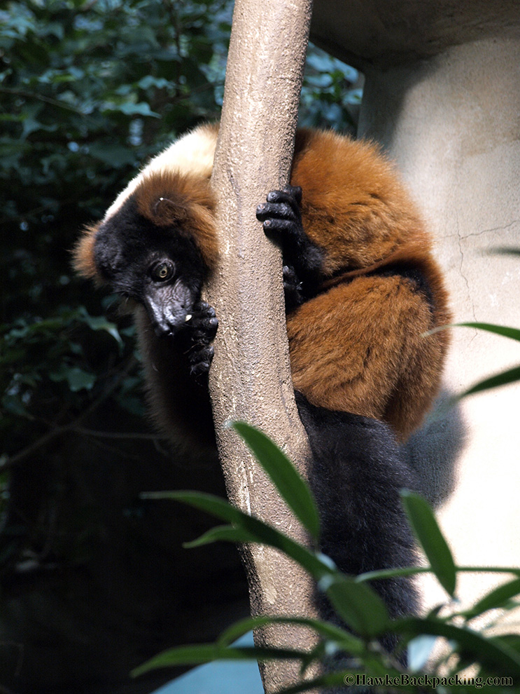 Smithsonian National Zoo - HawkeBackpacking.com