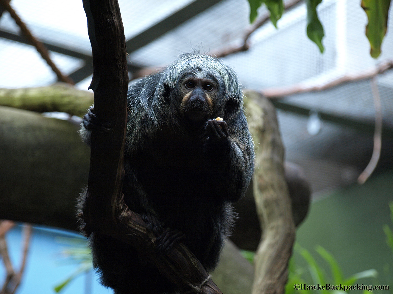 Smithsonian National Zoo - HawkeBackpacking.com