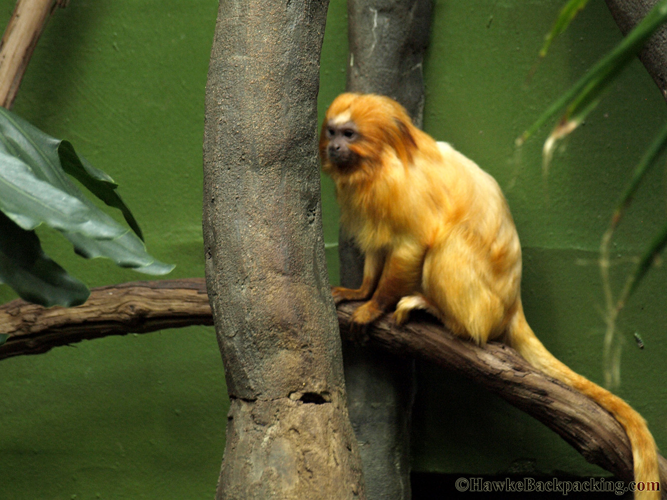 Smithsonian National Zoo - HawkeBackpacking.com