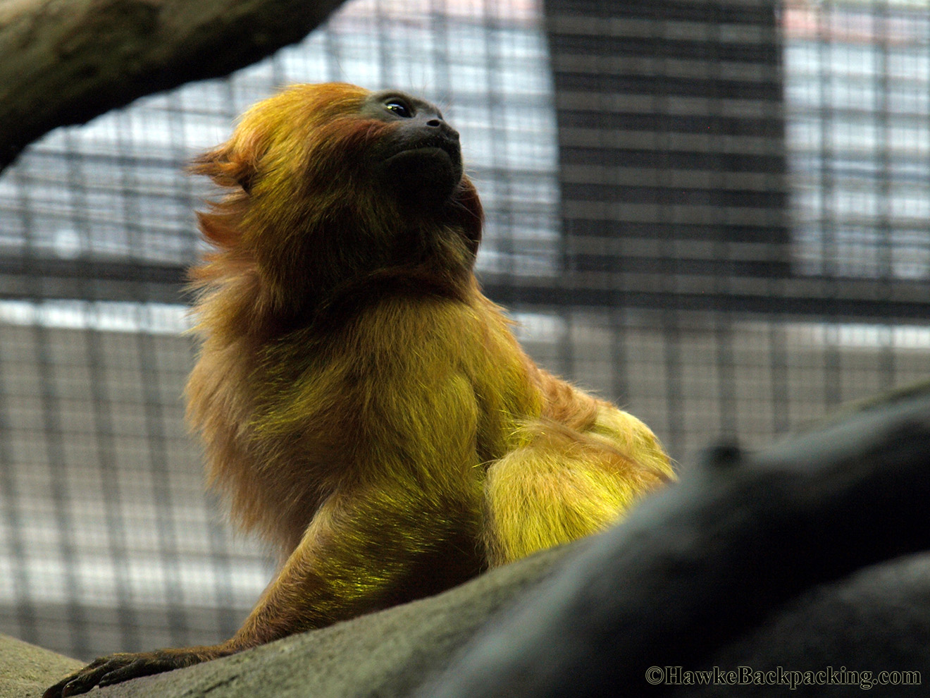 Smithsonian National Zoo - HawkeBackpacking.com