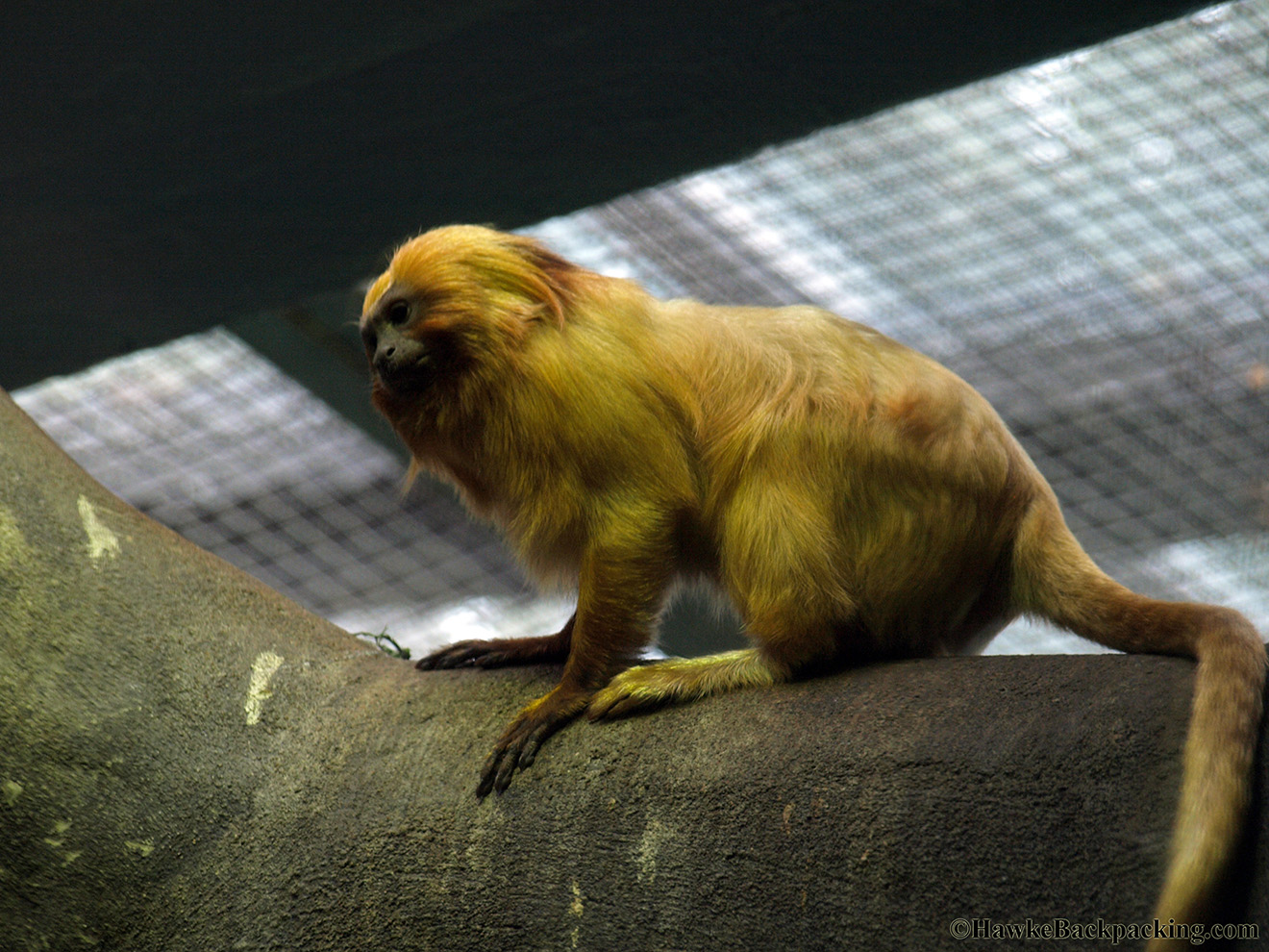 Smithsonian National Zoo - HawkeBackpacking.com