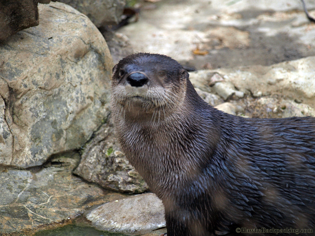 Smithsonian National Zoo - HawkeBackpacking.com