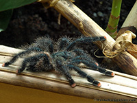 Smithsonian National Zoo - HawkeBackpacking.com